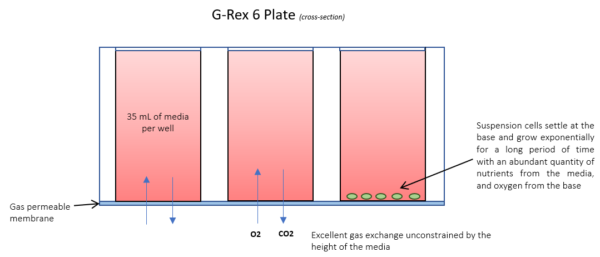 G-Rex culture plates with basal gas exchange membrane (Europe)