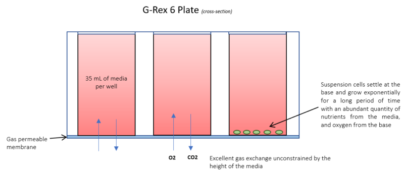G-Rex culture plates with basal gas exchange membrane (Europe)